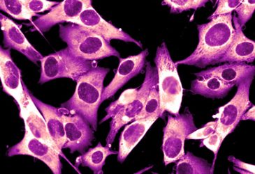 FDA approves Cotellic plus Zelboraf in advanced melanoma