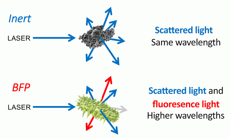 Biofluorescent particle counter-based feedback and processing conditions