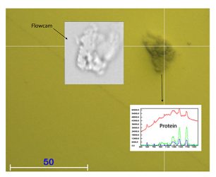 Subvisible particle identification in protein-based formulations by ...