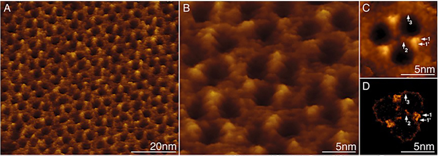 Bringing clarity: endotoxin definition and standardisation