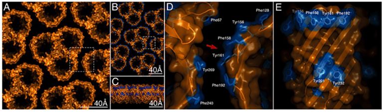 Bringing clarity: endotoxin definition and standardisation