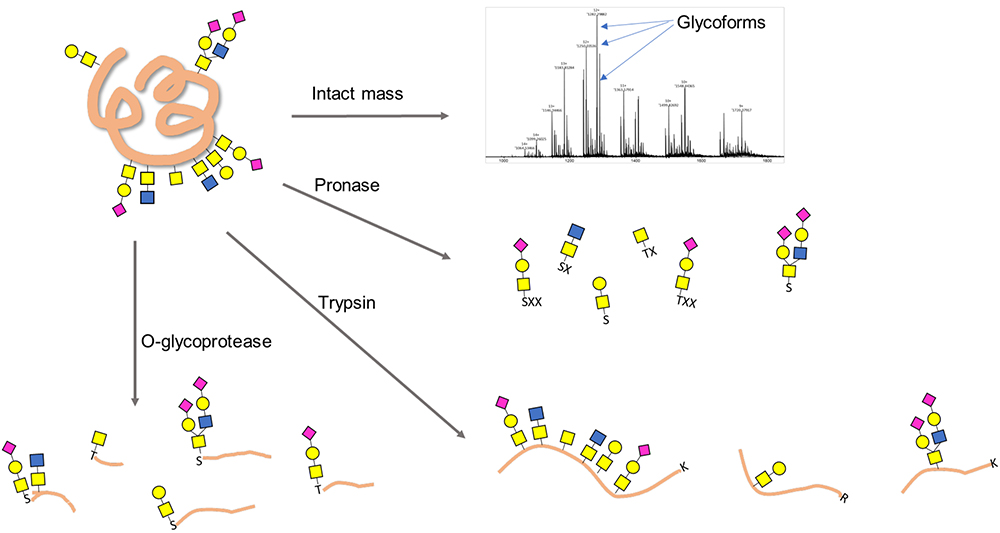 O-glycan analysis of therapeutic proteins enabled by O-glycoprotease