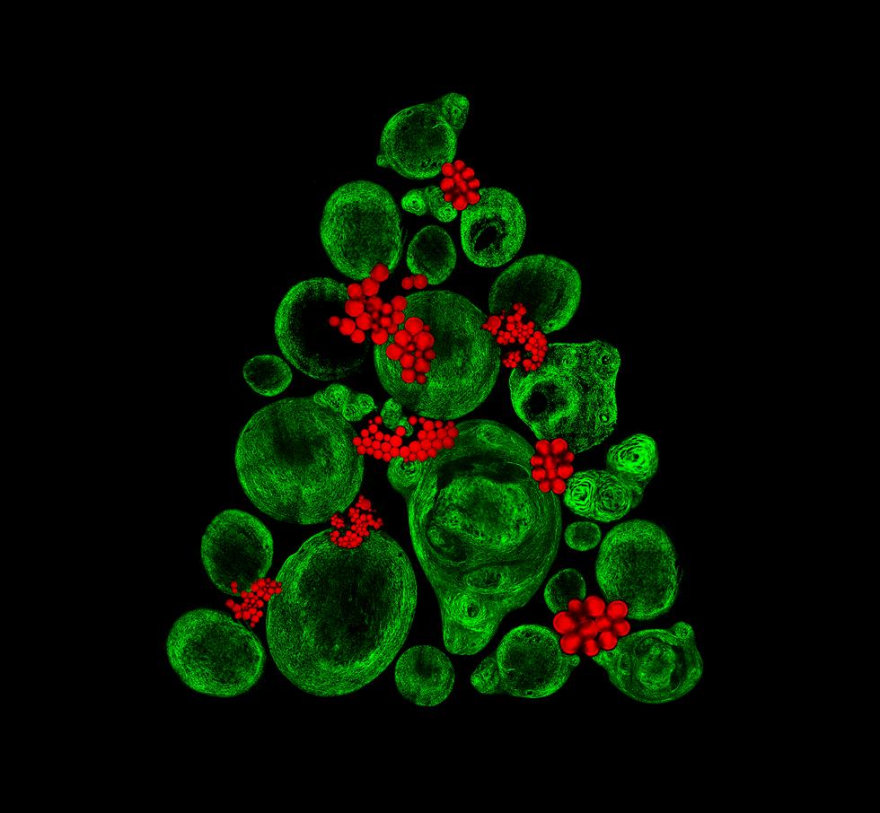 Images of Christmas wreath and Christmas tree reflect stem cells science