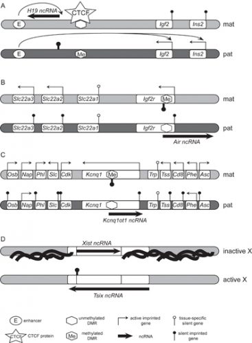 Size does matter: macro ncRNAs and the regulation of imprinted gene ...