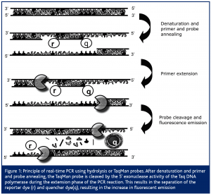 Real-time PCR: clinical applications - European Pharmaceutical Review