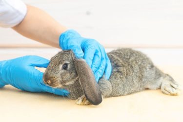 Rabbit pyrogen test replacement texts ready for public consultation